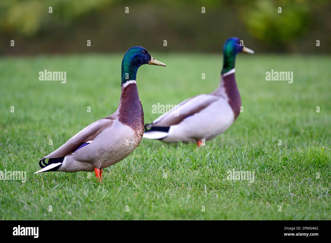 Two male mallards standing hi-res stock photography and images - Alamy