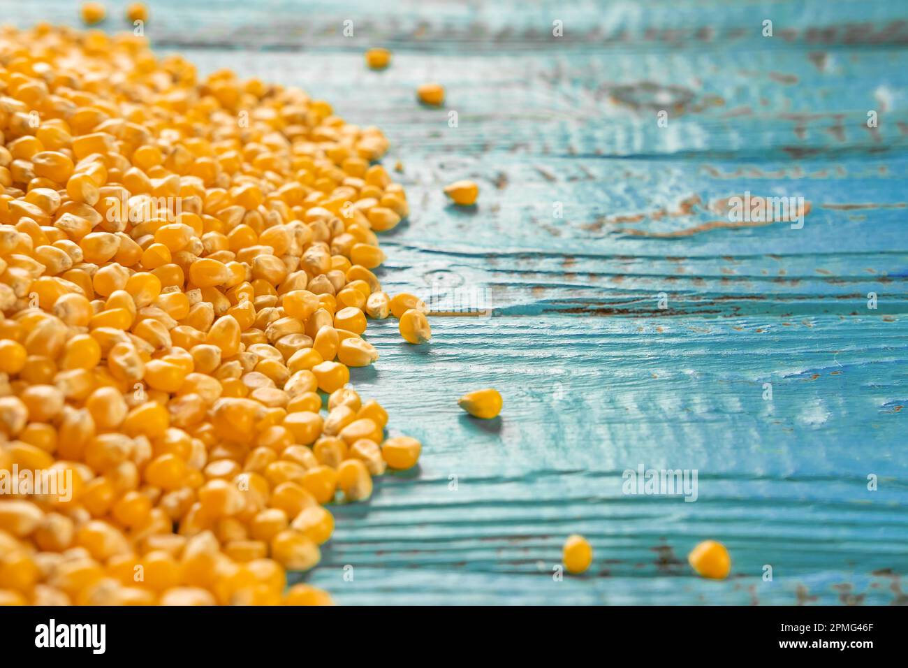 Corn seeds. Pile of raw corn grains is turning closeup on blue rustic ...