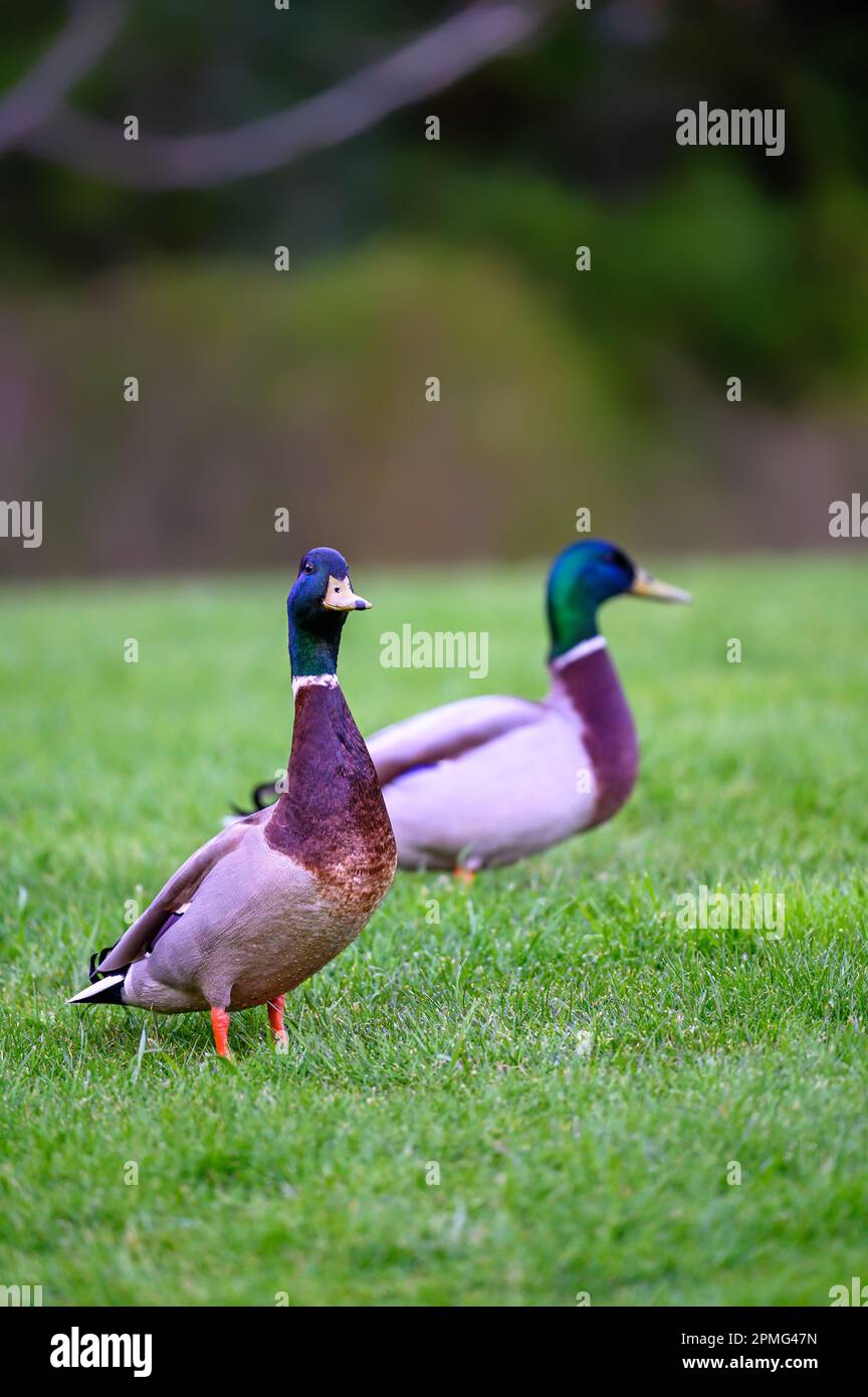 Two male mallards standing on grass in a park. Portrait orientation ...
