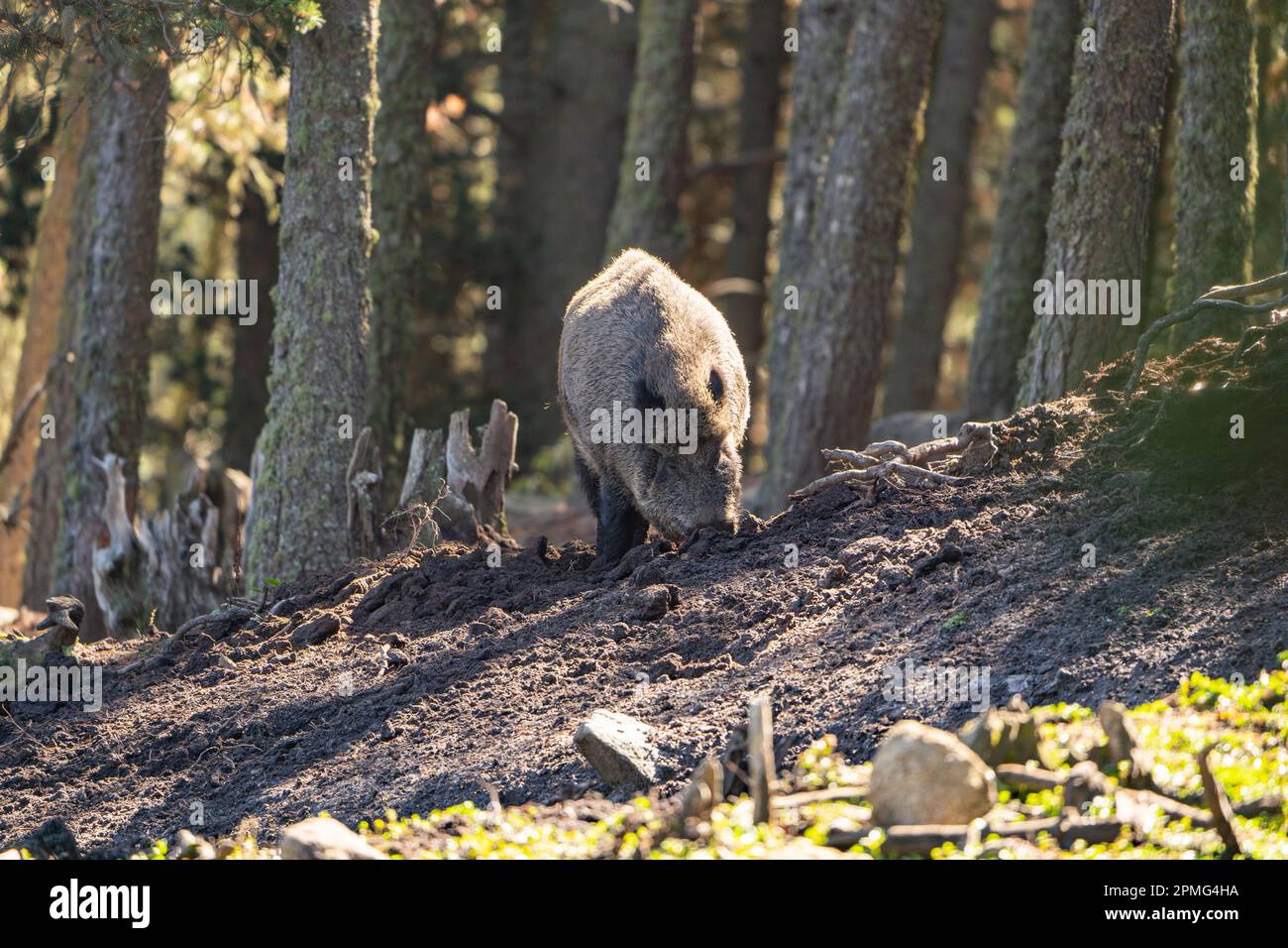 Bod symbol hi-res stock photography and images - Alamy
