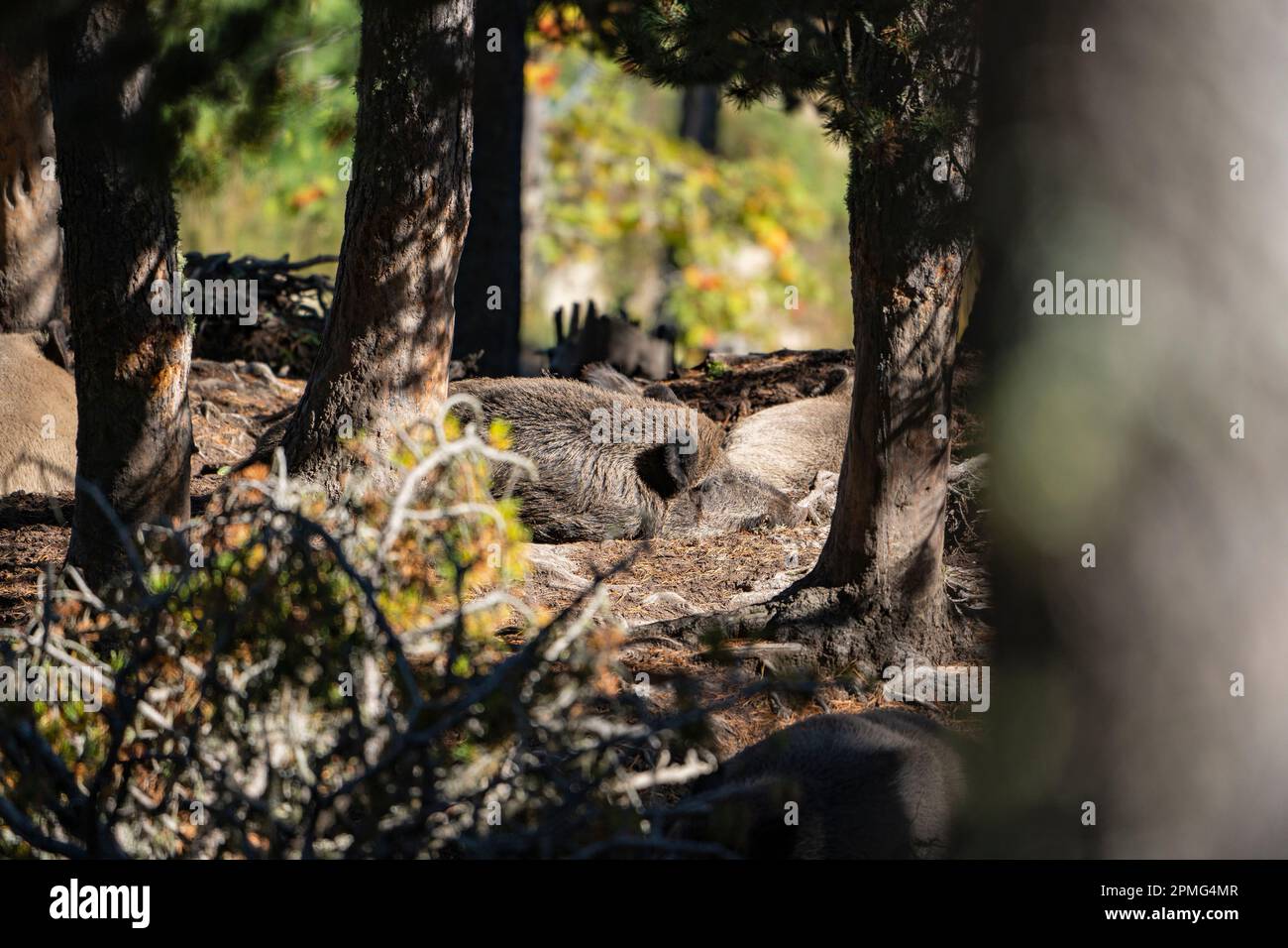 Ona Vidal. Wild boar in a forest walking and lying down in the mud. The ...