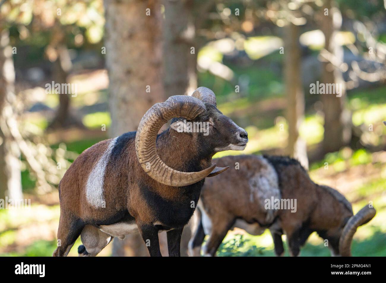 Visitar borrego hi-res stock photography and images - Alamy