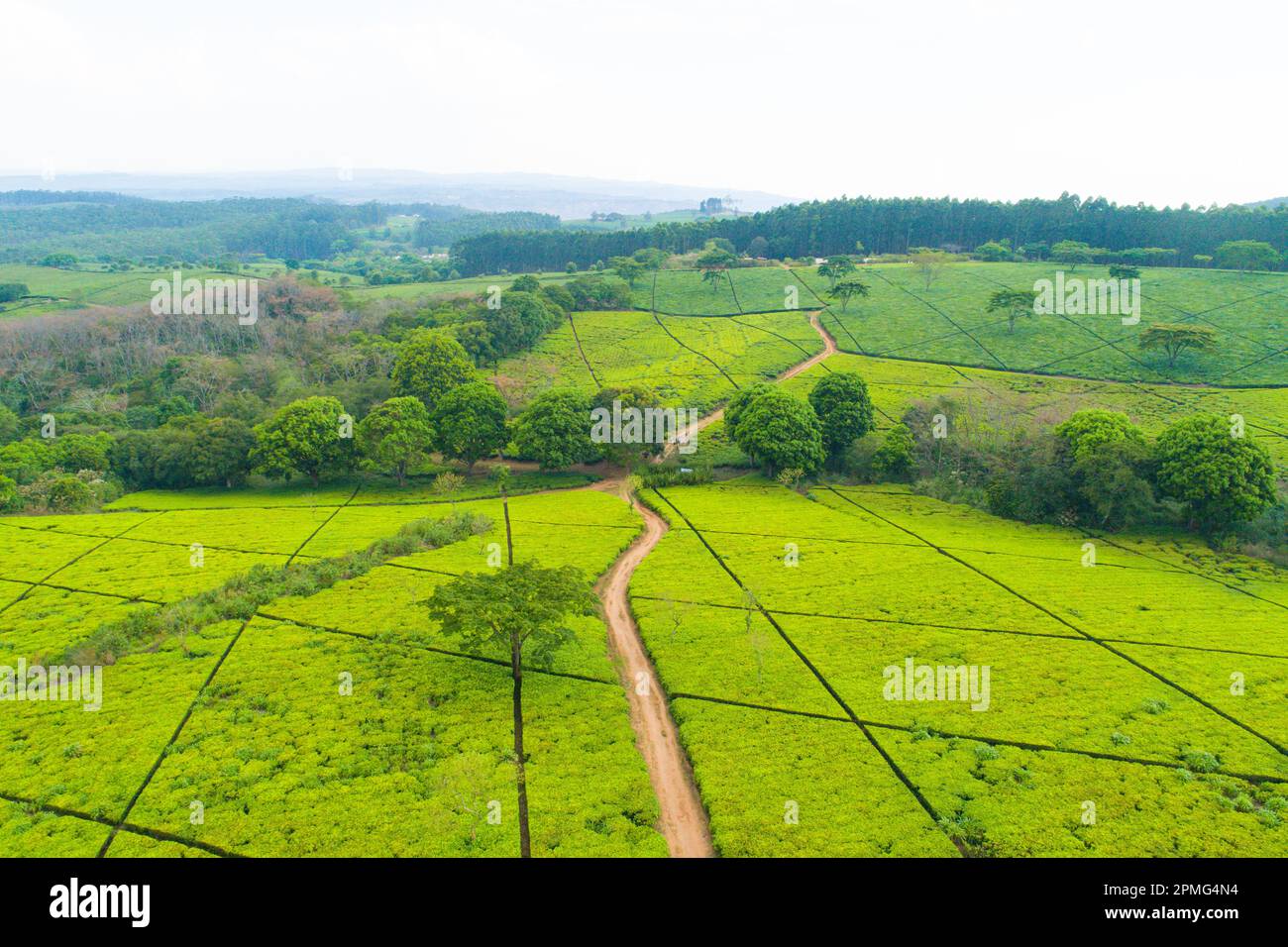African Tea Plantation in Malawi Stock Photo - Alamy