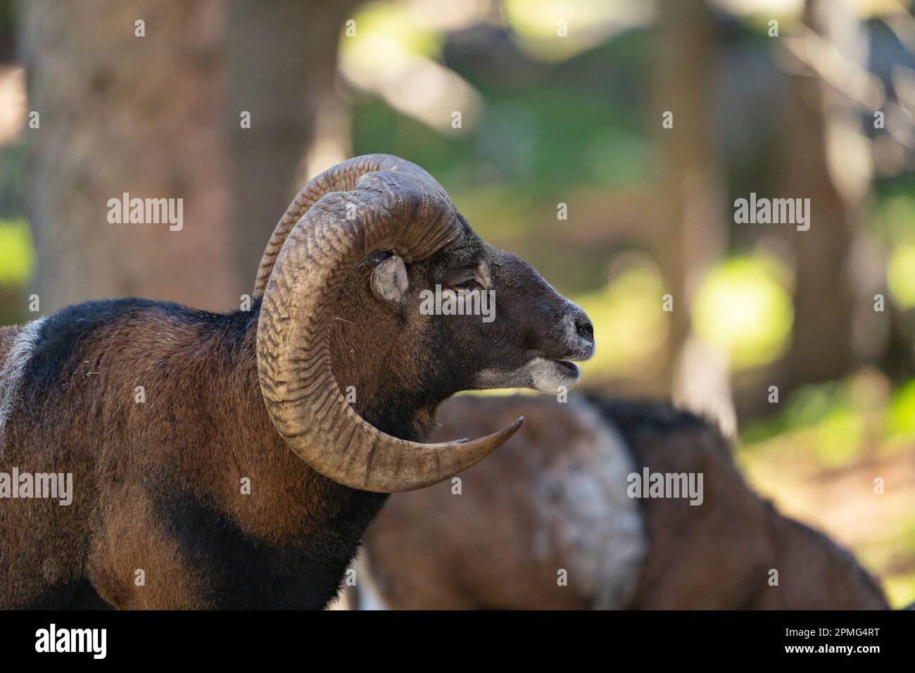 Borrego cimarrón hi-res stock photography and images - Alamy