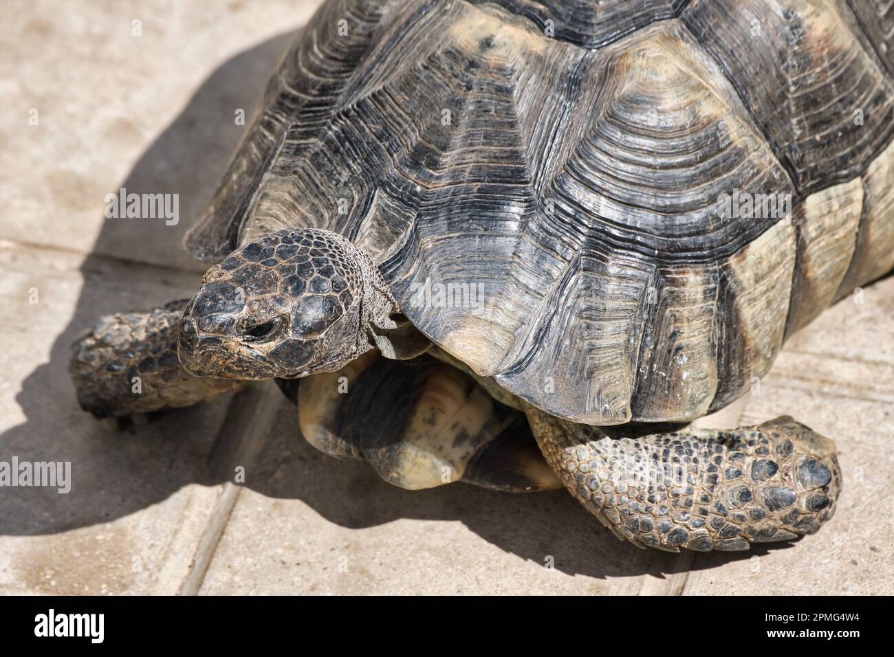 Desert tortoise face hi-res stock photography and images - Alamy