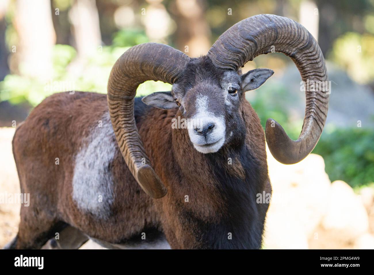 Visitar borrego hi-res stock photography and images - Alamy