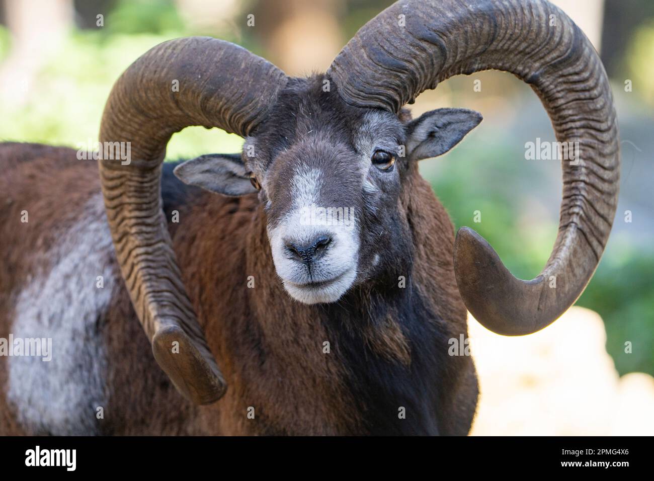 Visitar borrego hi-res stock photography and images - Alamy