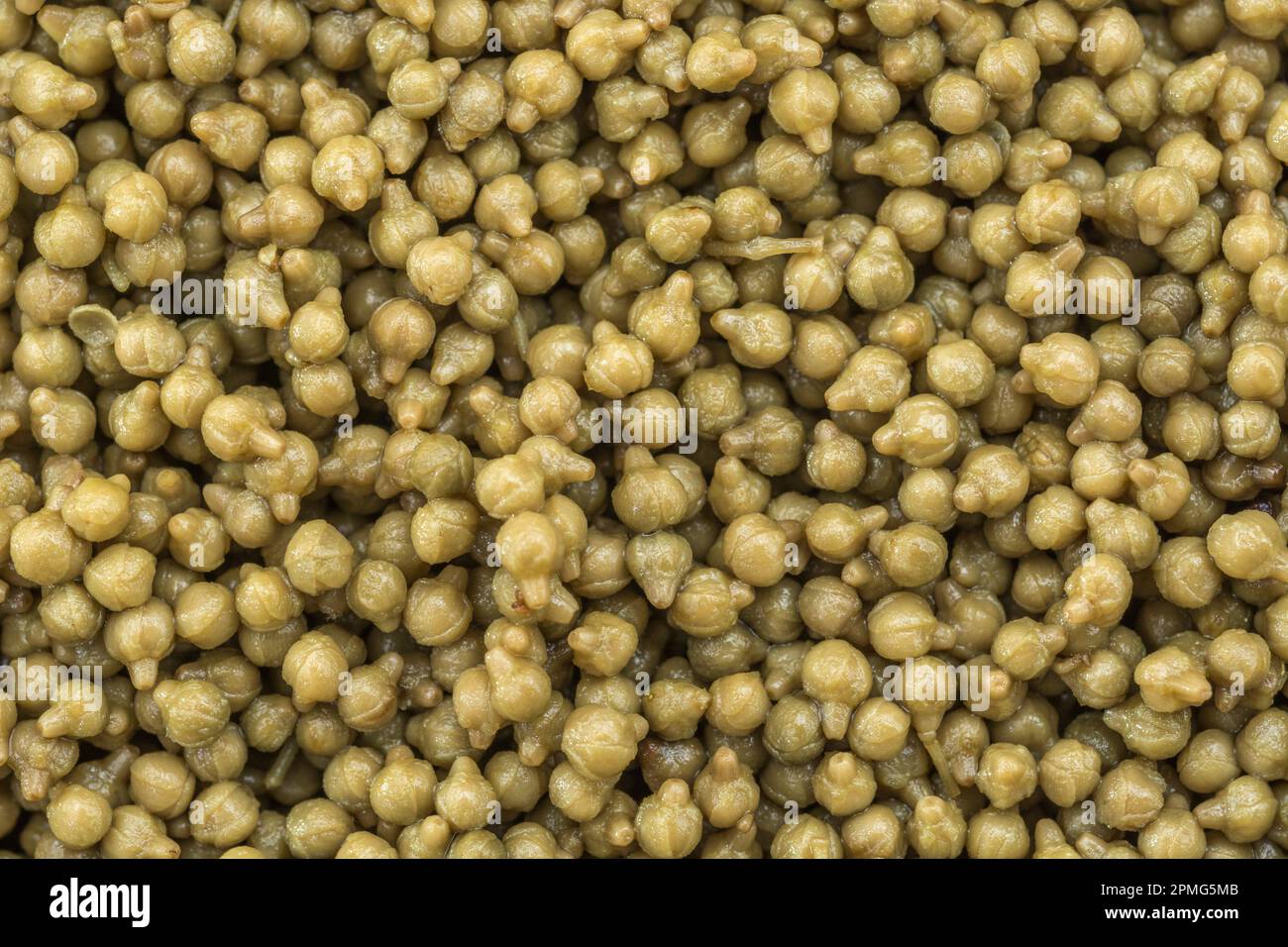 Close-up shot of pickled elderflower buds - from the Common Elder ...