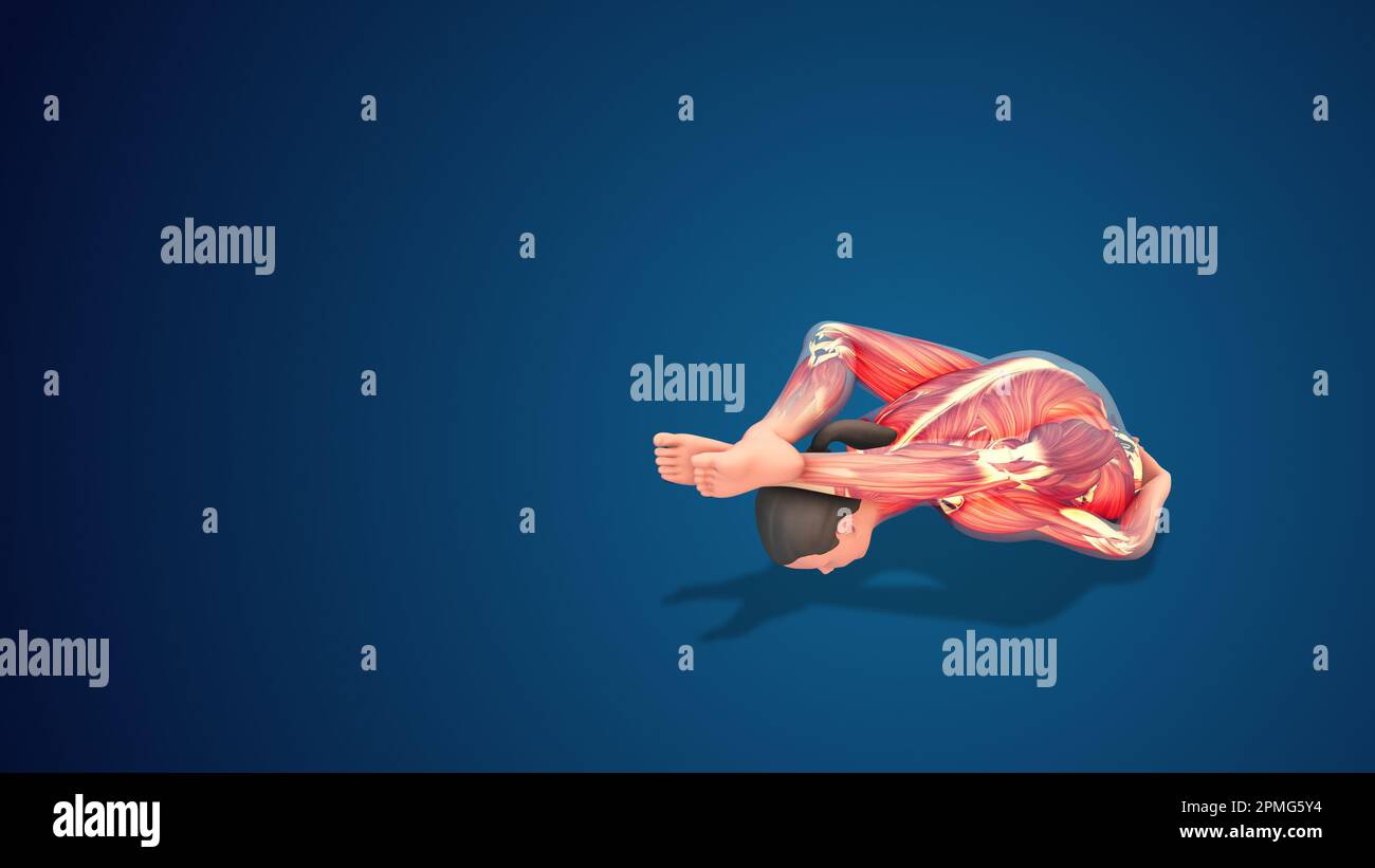 3D human Supta Kurmasana or Reclining Turtle yoga pose on blue ...