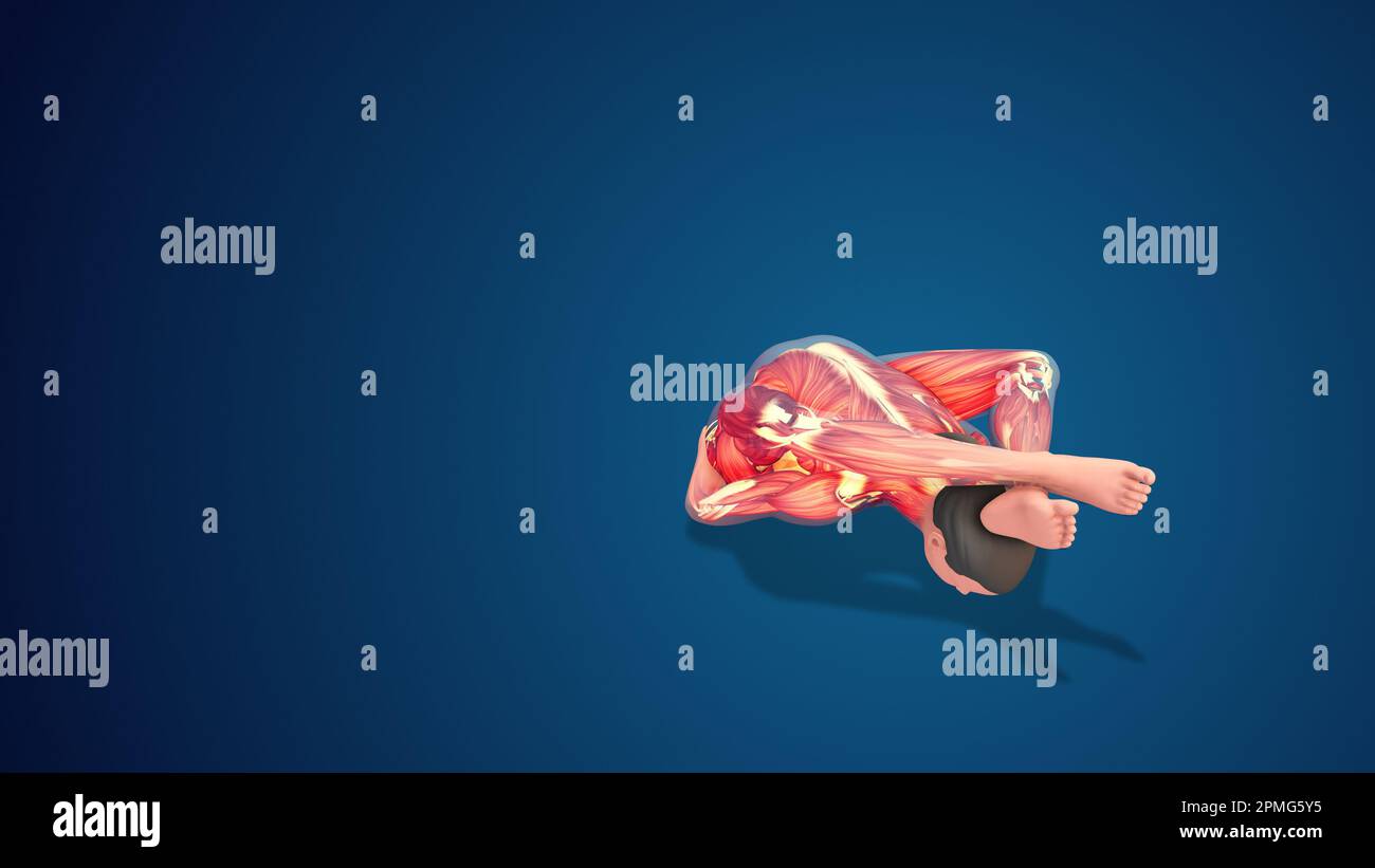 Turtle Internal Anatomy