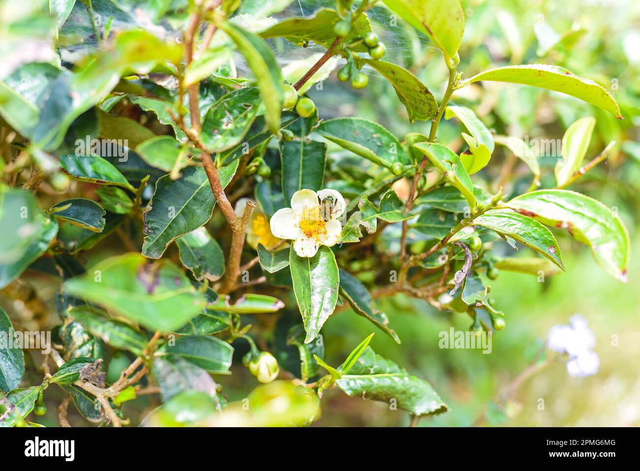 Flower of green tea with insect in Vietnam, Da Lat Stock Photo - Alamy