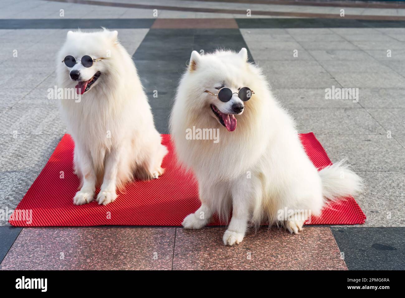 Two samoyed dogs in sunglasses sitting in Vietnam Stock Photo - Alamy