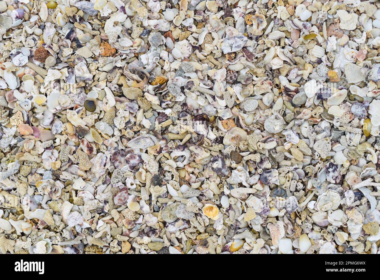 Sea shells seashells hi-res stock photography and images - Alamy