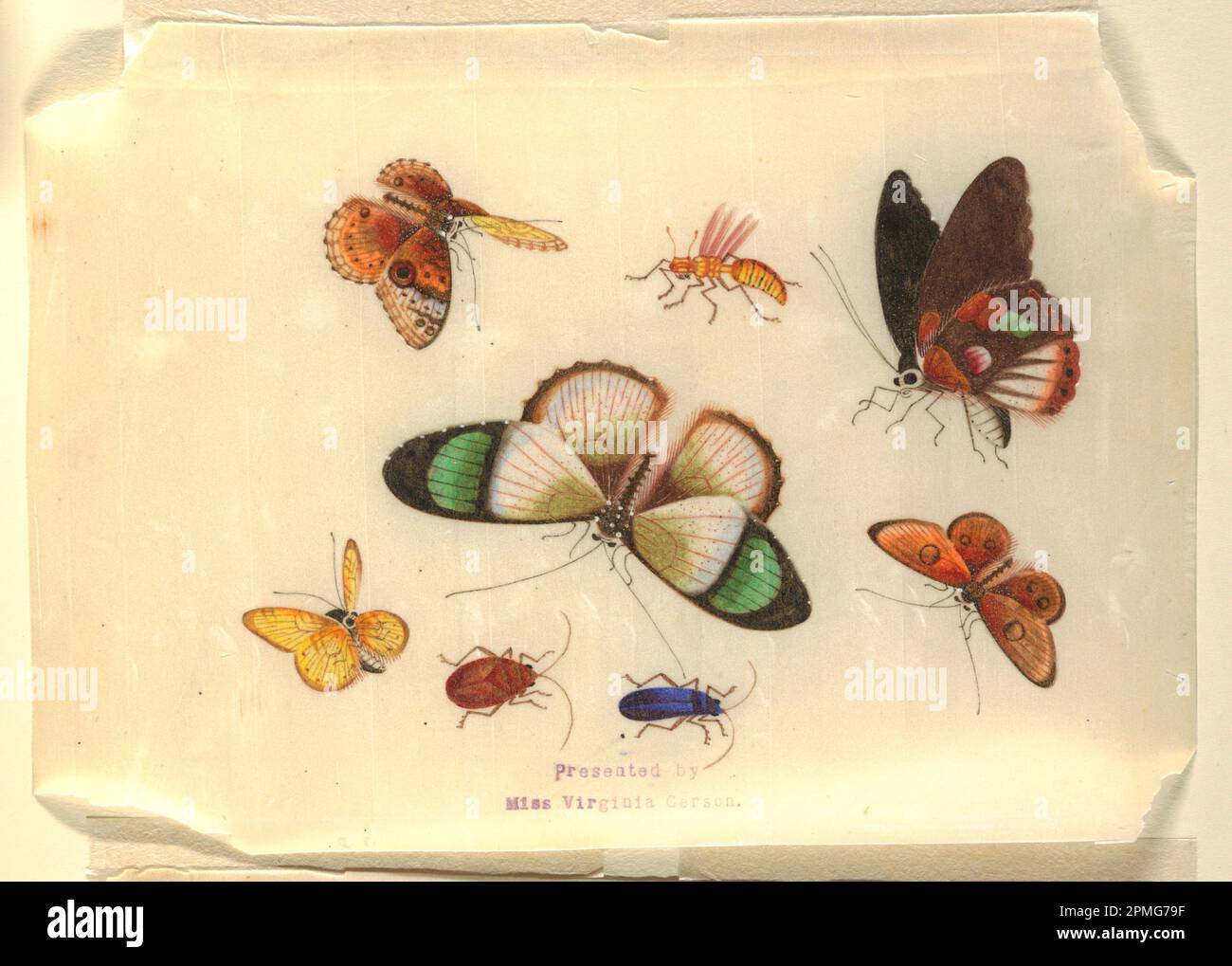 Drawing, Insects; China; rice paper; 20.2 × 27.8 cm (7 15/16 × 10 15/16 ...