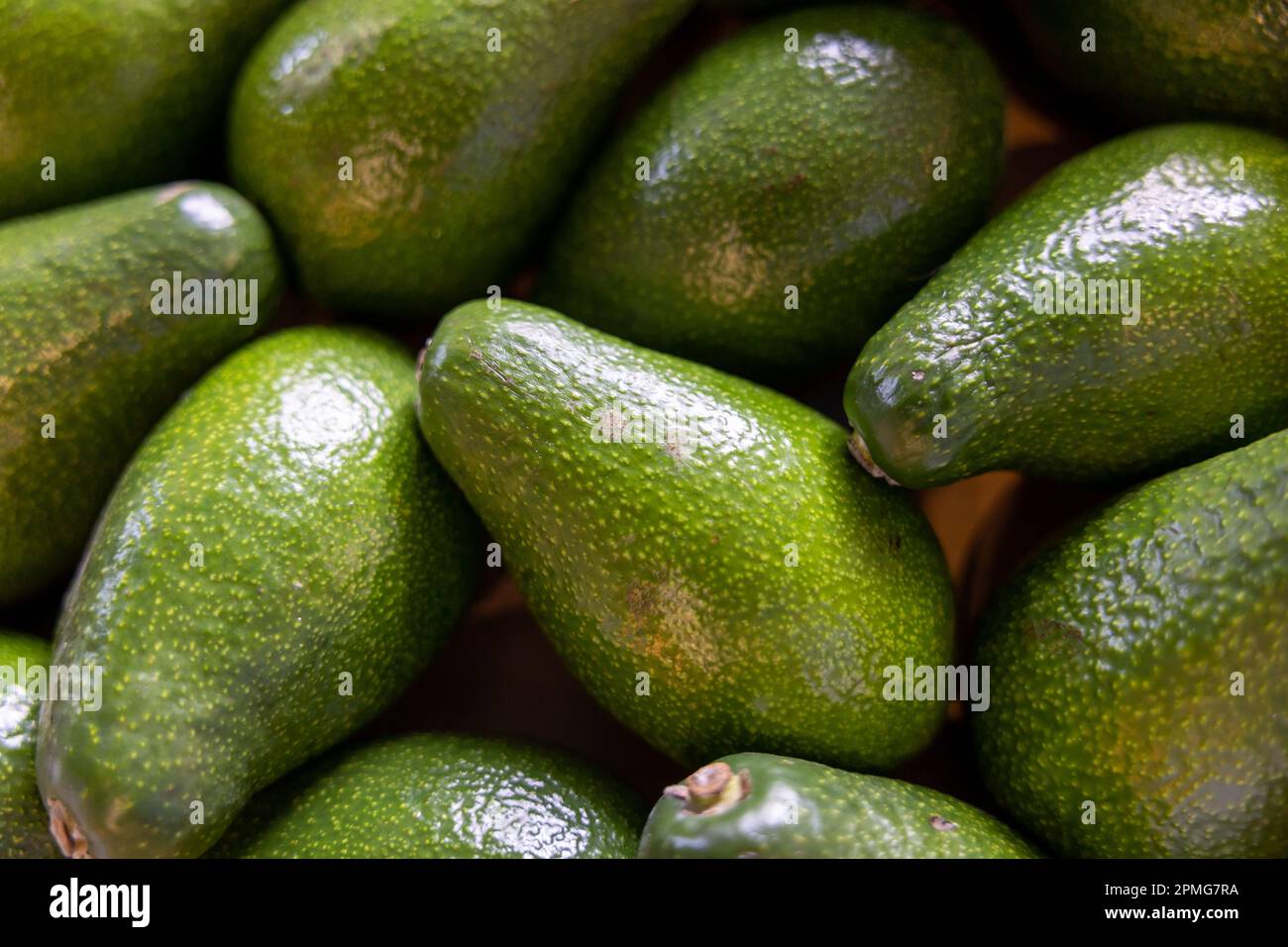Big avocados hi-res stock photography and images - Alamy