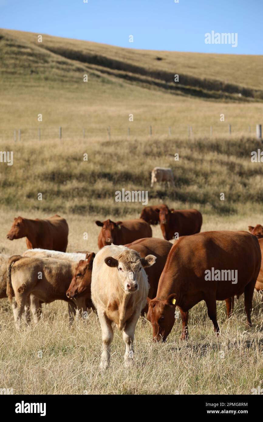 A herd of cows peacefully grazing in an open grassy field in Wakefield ...