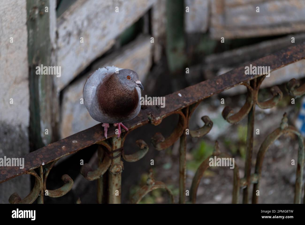 Pigeon on the railing hi-res stock photography and images - Alamy