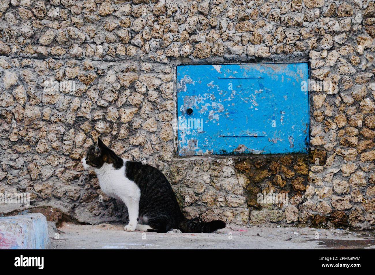 An adorable white and grey tabby cat perched on a rock wall Stock Photo ...
