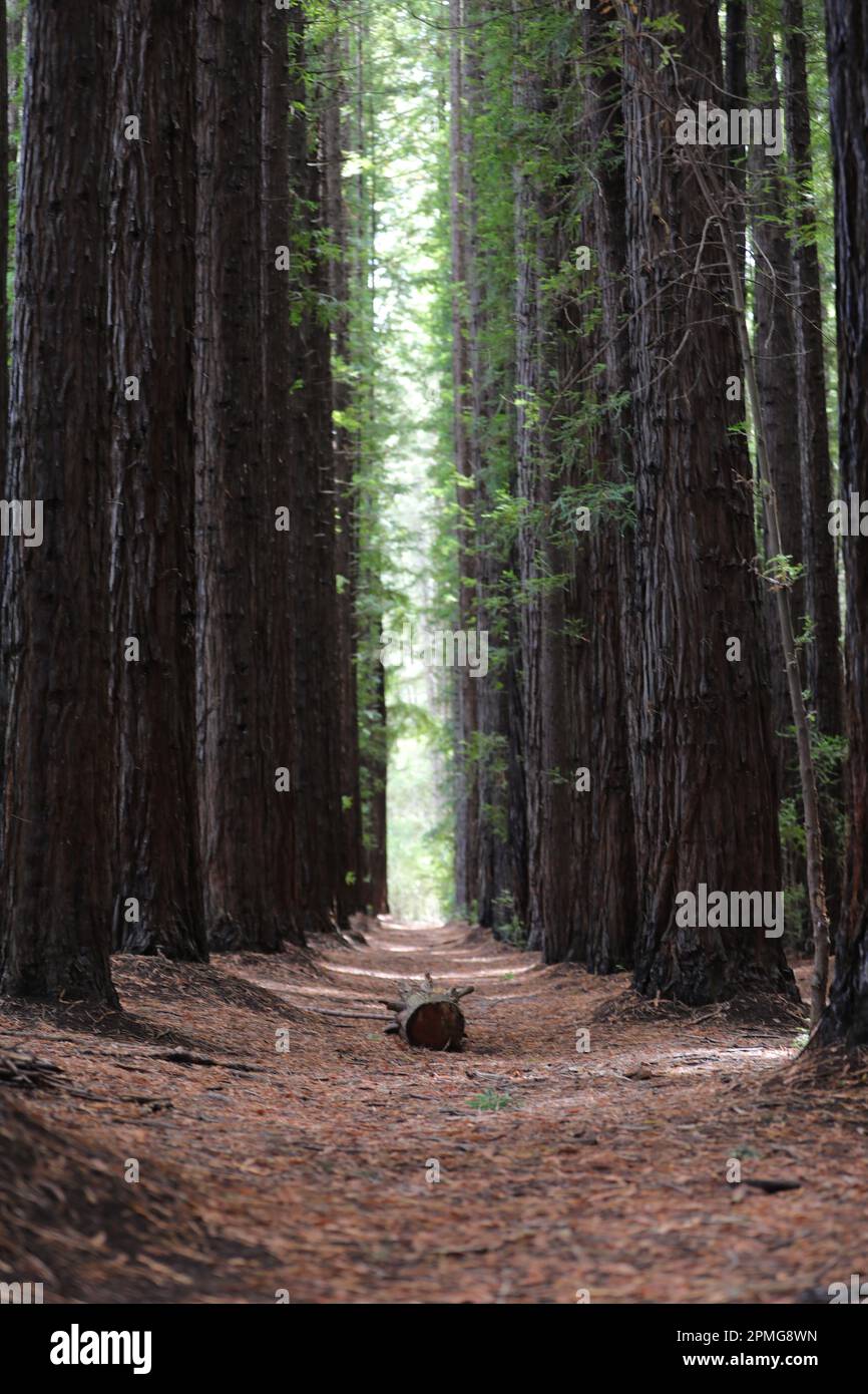 A scenic pathway meandering through a lush forest, surrounded by ...