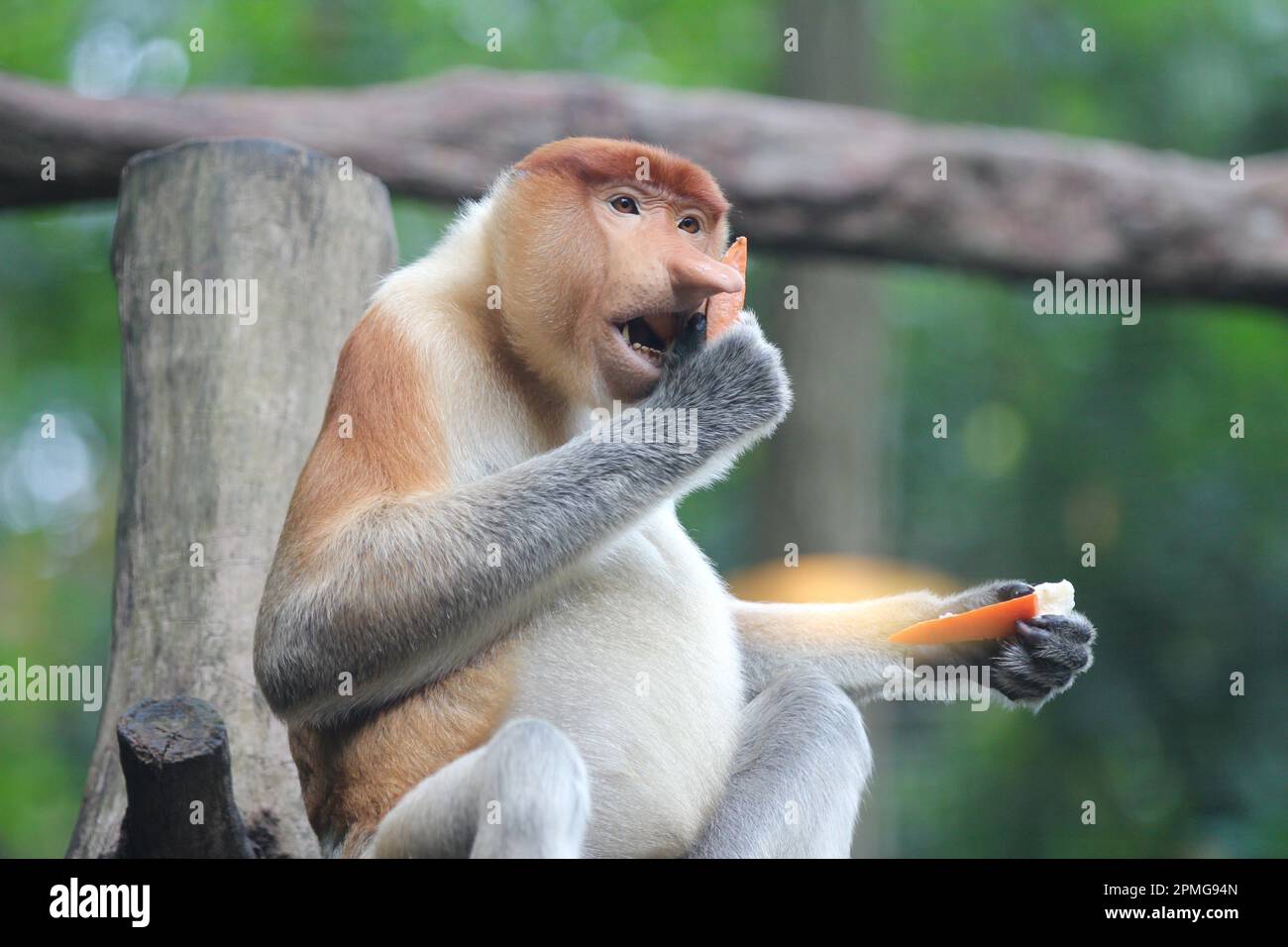 A brown and white monkey perched atop a leafy green tree, enjoying a ...