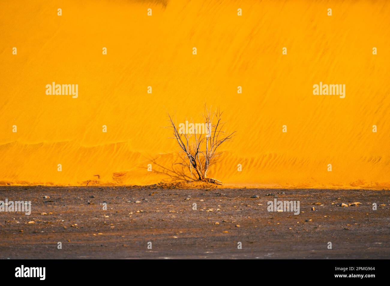Arid climate with desert plant . Coastal sand dune Stock Photo - Alamy