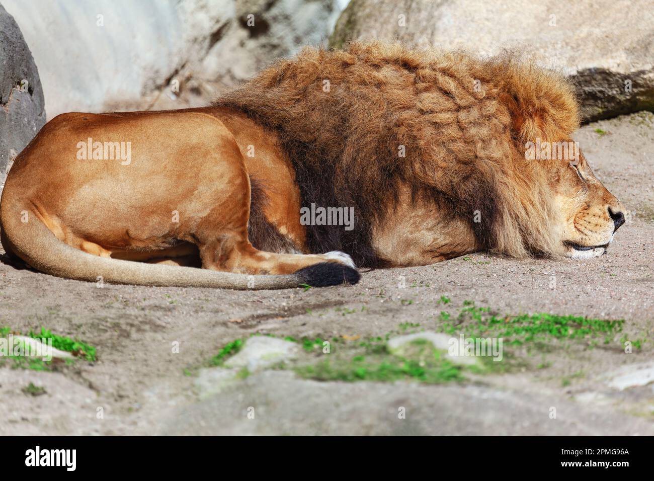 Lion sleeping on the ground . Lazy feline wild animal Stock Photo - Alamy