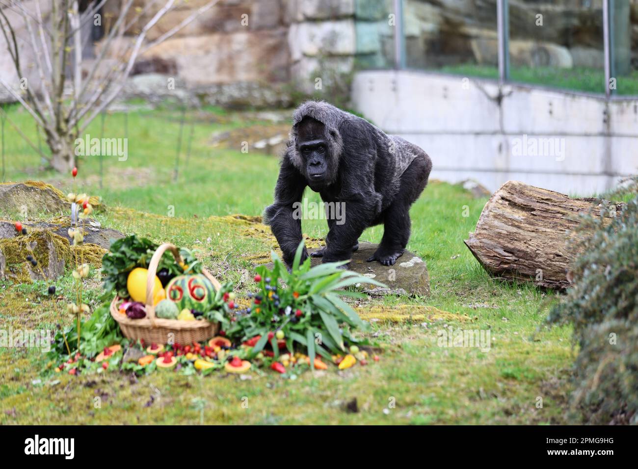 Germany, Berlin, April 13, 2023. Fatou, the oldest female gorilla in ...