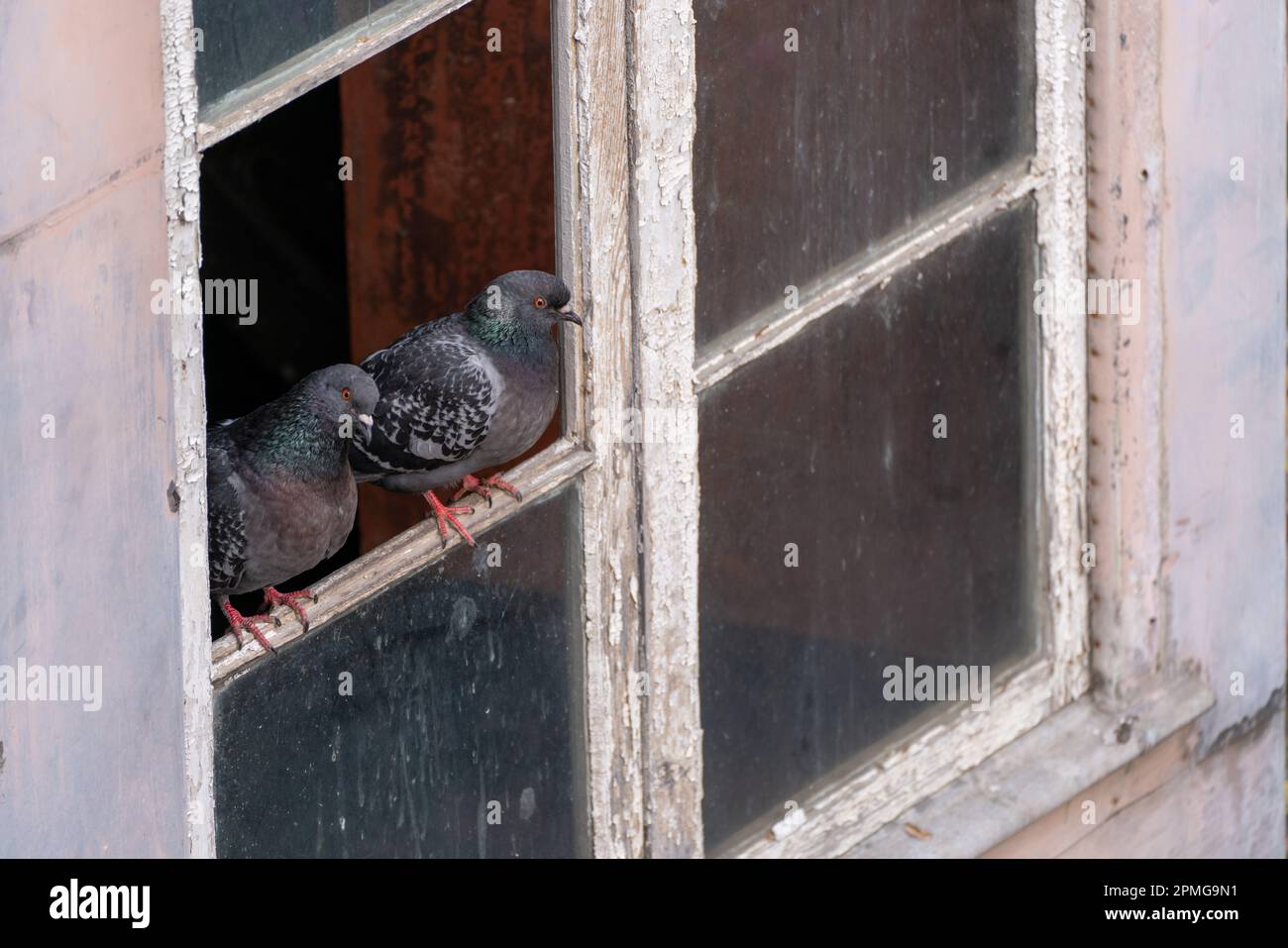 Pair of pigeons on broken window looking out Stock Photo - Alamy