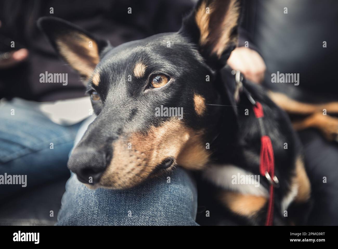 A brown and white Australian Kelpie dog leaning its head and body ...