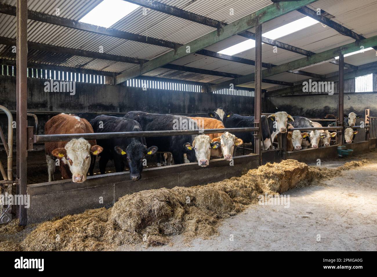Feeding beef cattle hi-res stock photography and images - Alamy