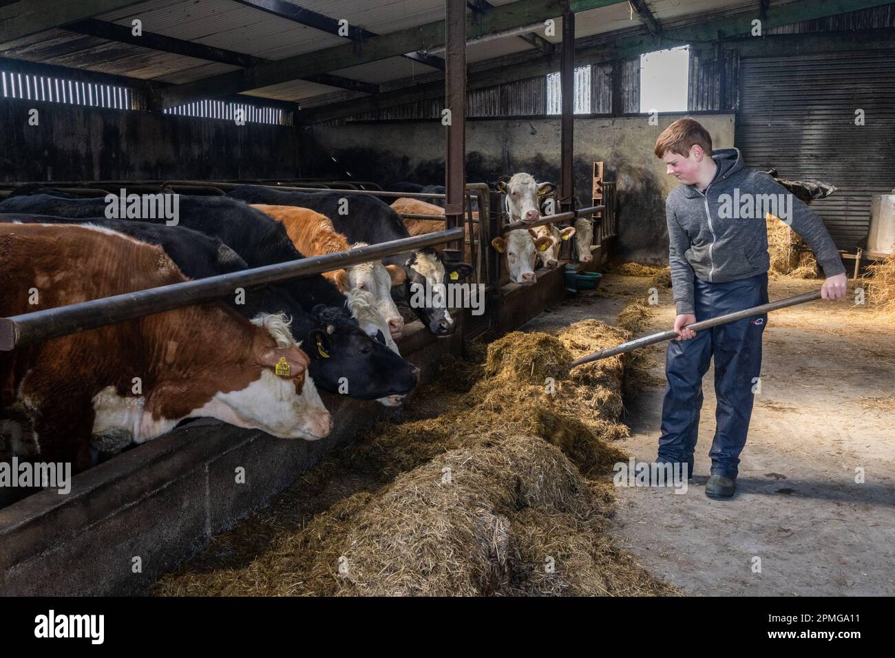 Drinagh, West Cork, Ireland. 13th Apr, 2023. Beef calves are fed by 13 ...