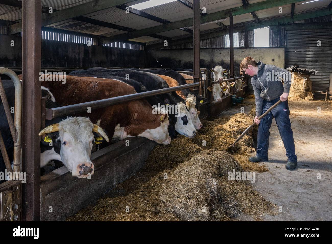 Drinagh, West Cork, Ireland. 13th Apr, 2023. Beef calves are fed by 13 ...