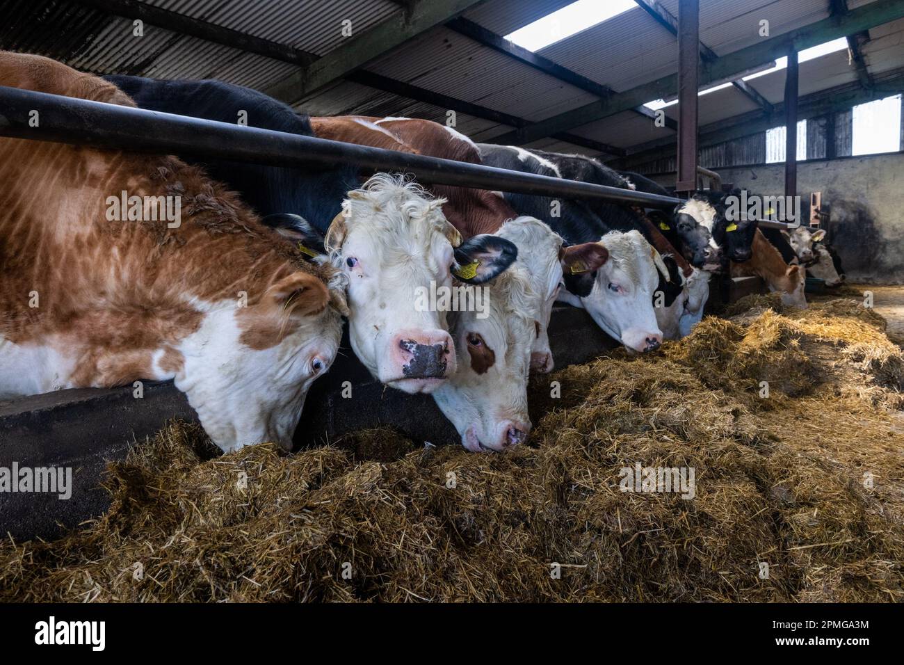 Drinagh, West Cork, Ireland. 13th Apr, 2023. Beef calves are fed by 13 ...