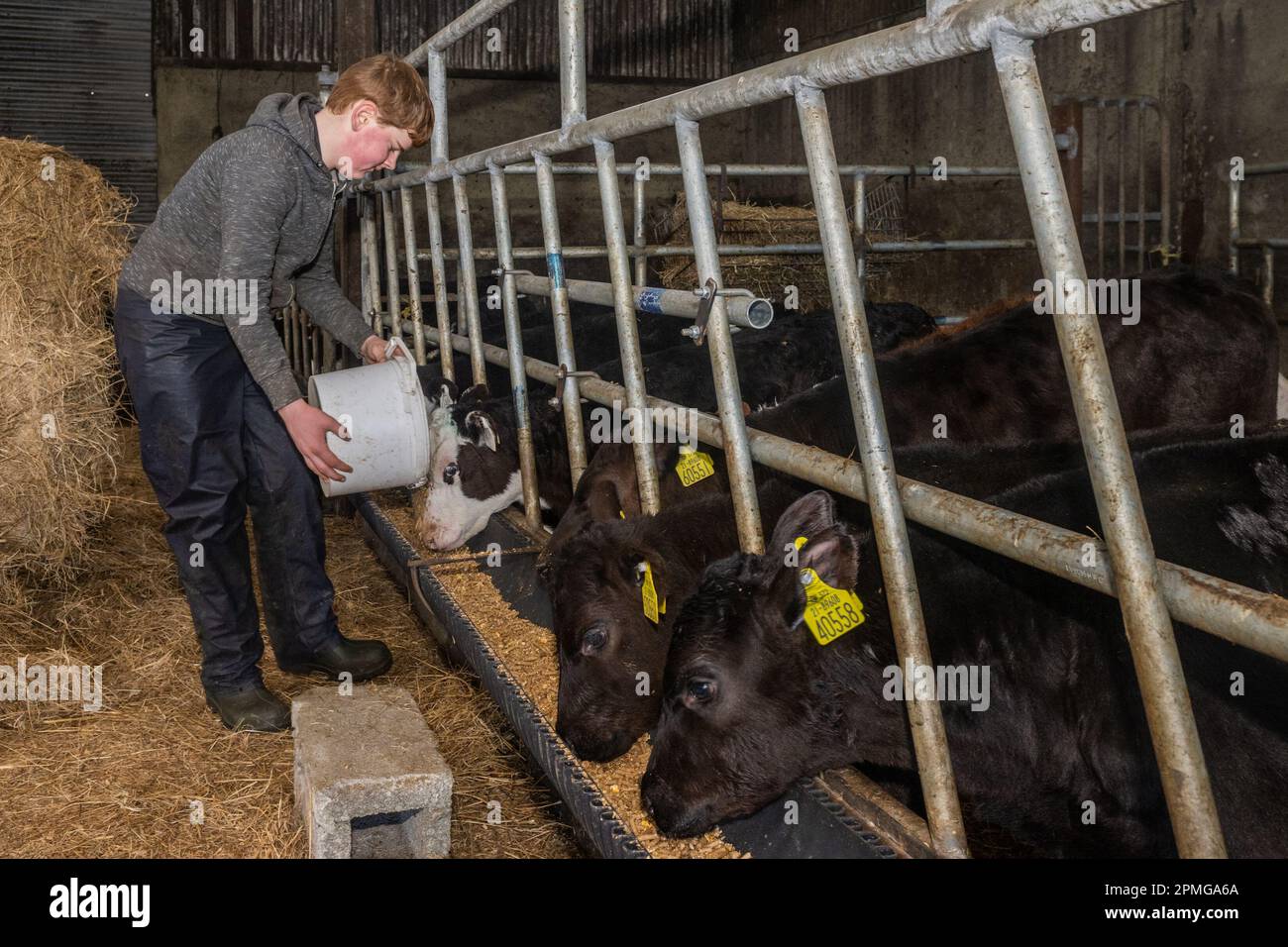 Drinagh, West Cork, Ireland. 13th Apr, 2023. Beef calves are fed by 13 ...