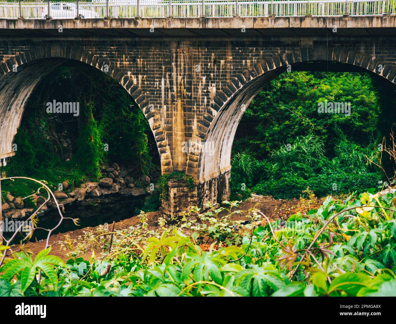 An arched bridge over a river surrounded by green plants Stock Photo ...
