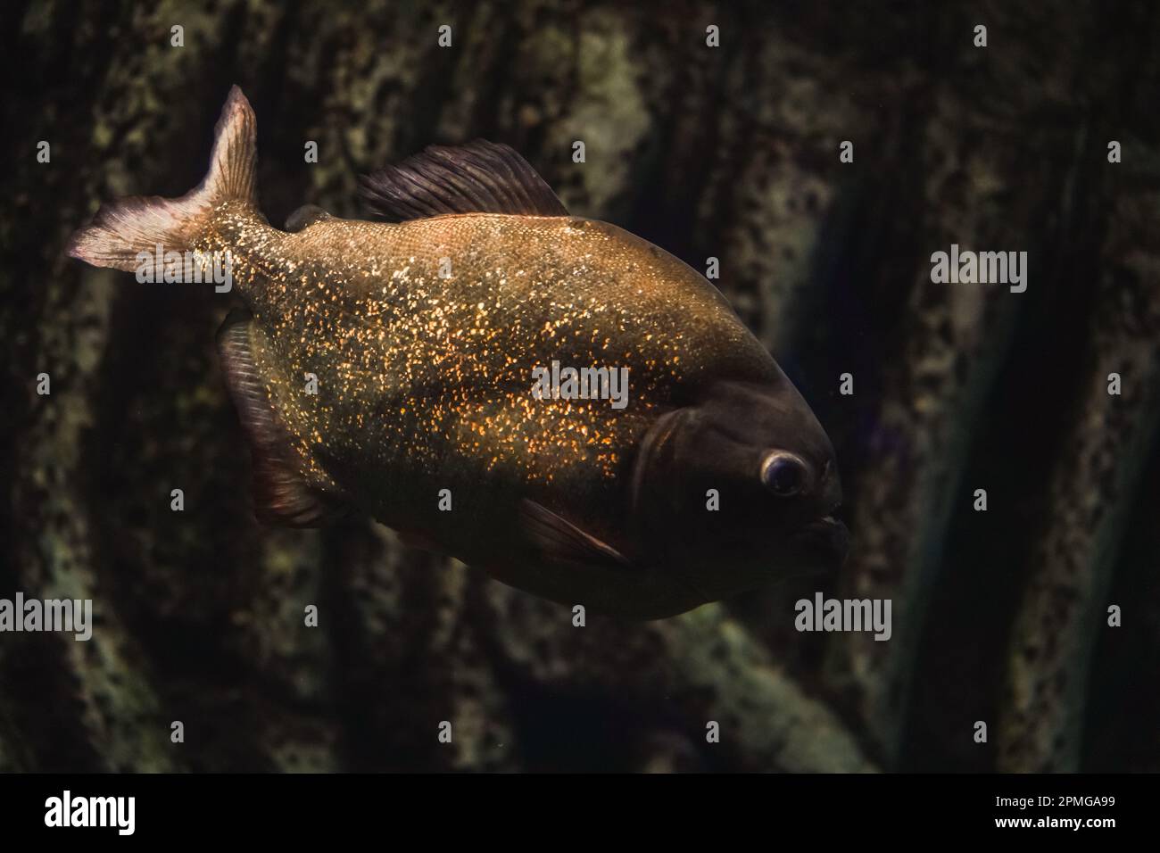Piranhas Eating Fish