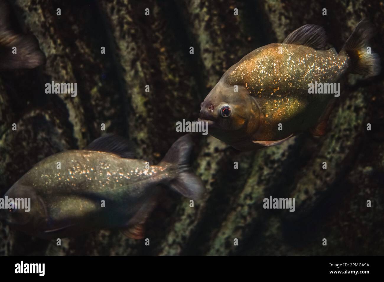 A group of red-bellied piranhas, also known as red piranhas, in front ...