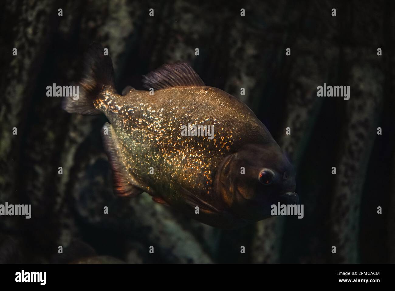 Piranhas eat fish hi-res stock photography and images - Alamy