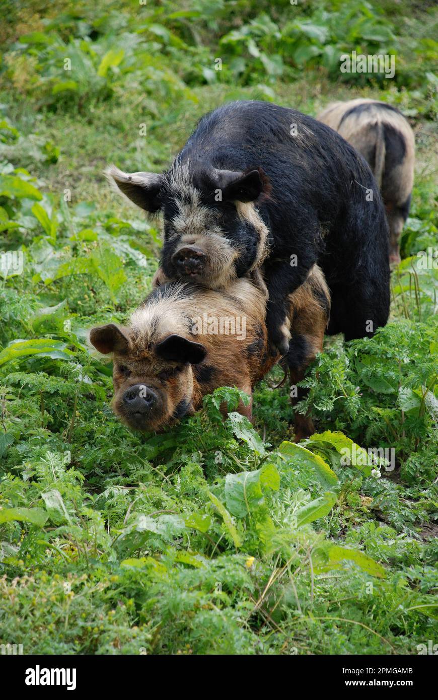 Different breeds of swine kunekune hi-res stock photography and images ...