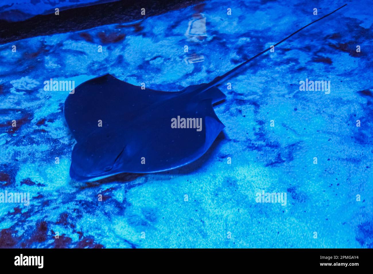 The stingray swims underwater. The stingray is a flat sea fish. An ...
