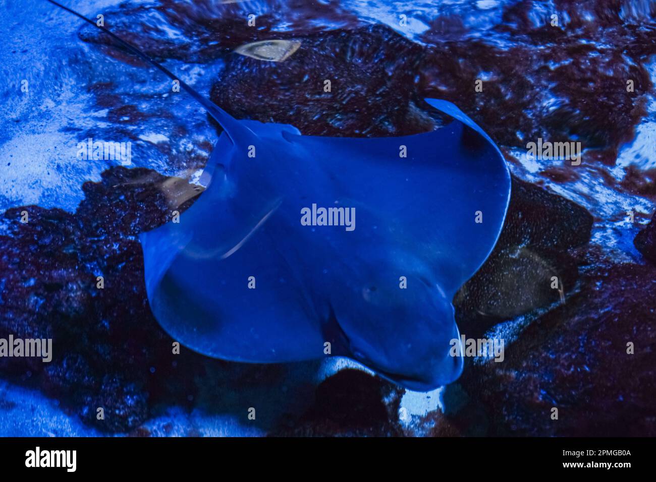 The stingray swims underwater. The stingray is a flat sea fish. An ...