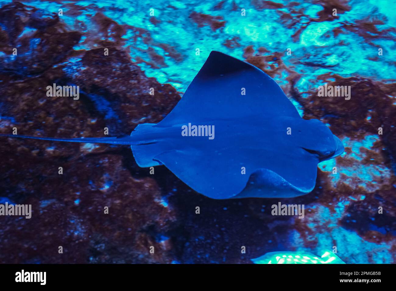 The stingray swims underwater. The stingray is a flat sea fish. An ...