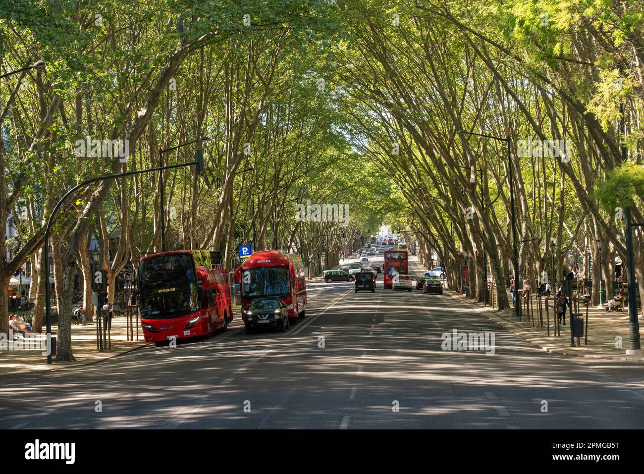 Tunnel of trees over road with buses and traffic Stock Photo - Alamy
