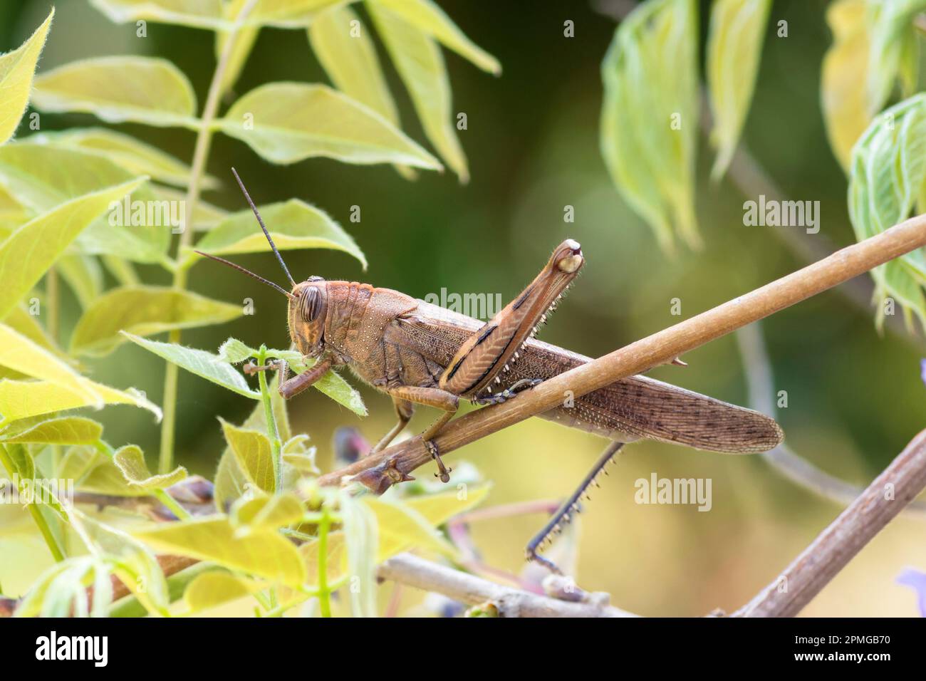 Egyptian grasshopper, Anacridium Aegyptium, eating leaves on a wisteria ...