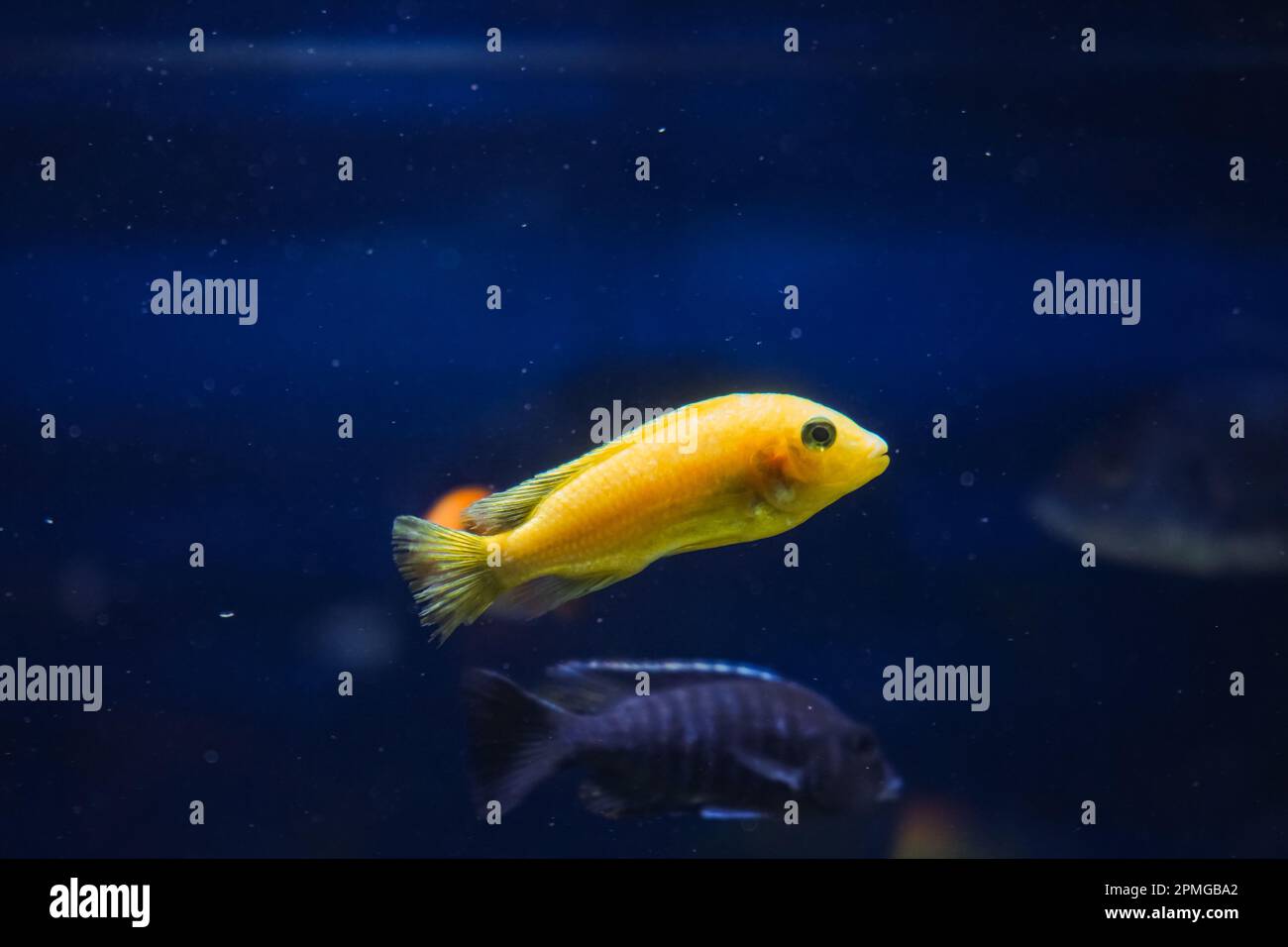 Discus, colorful cichlids in the aquarium, freshwater fish that lives ...