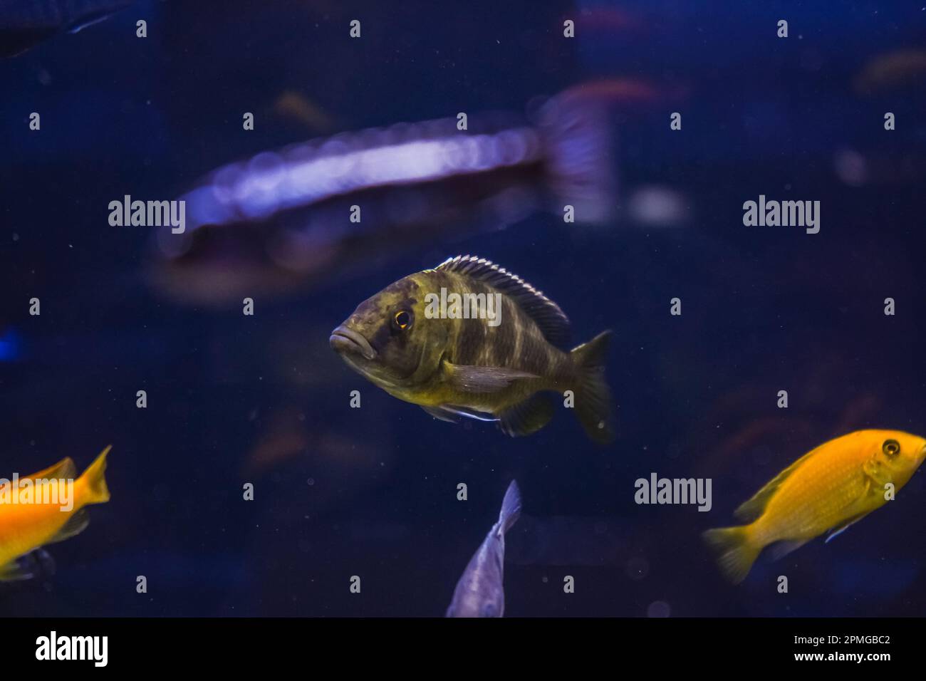 Discus, colorful cichlids in the aquarium, freshwater fish that lives ...