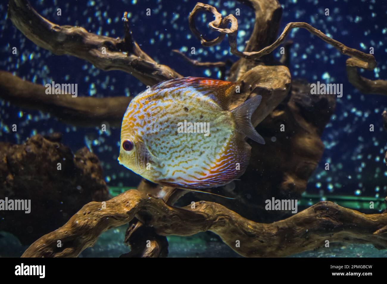 Discus, colorful cichlids in the aquarium, freshwater fish that lives ...