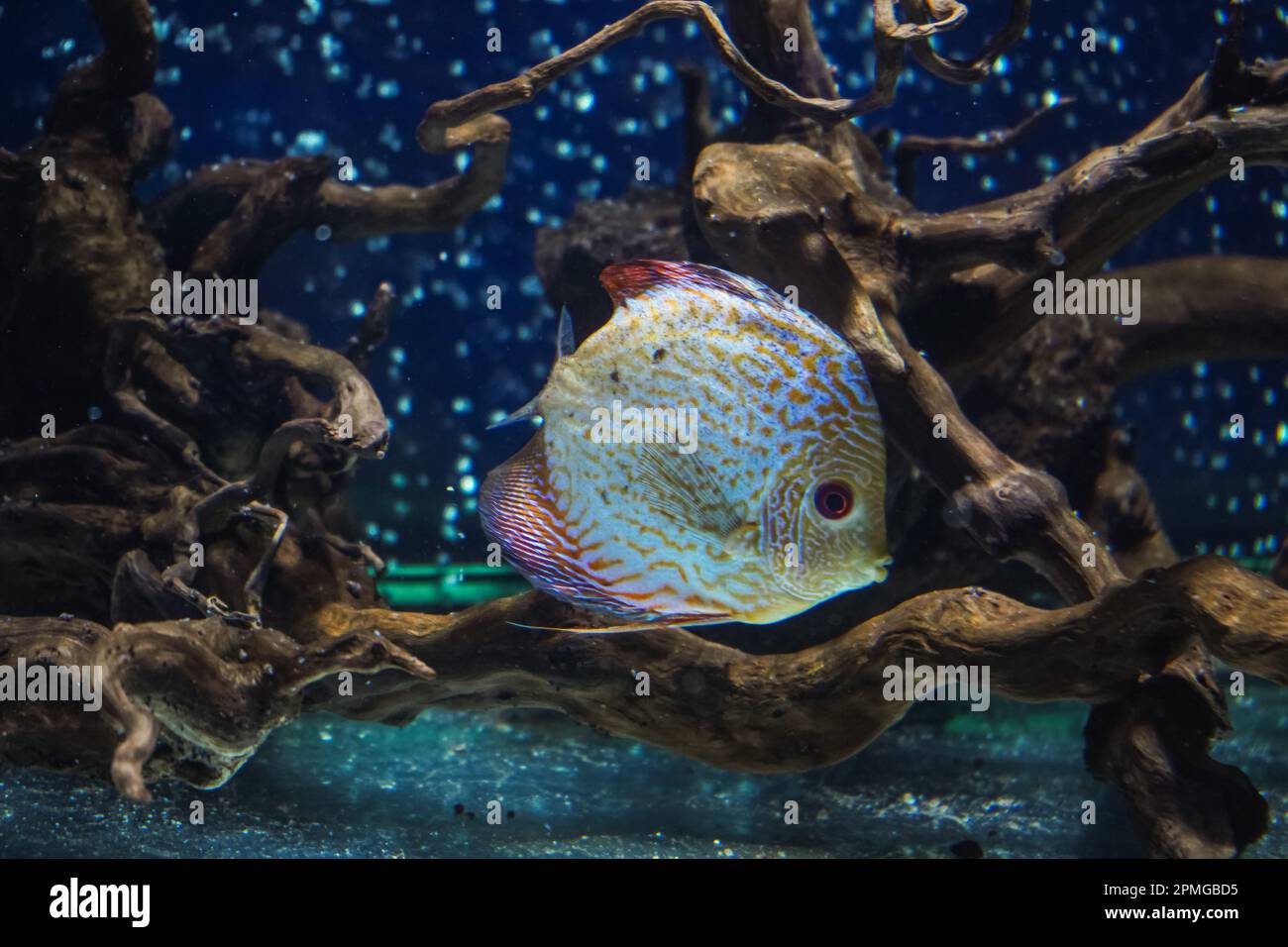 Discus, colorful cichlids in the aquarium, freshwater fish that lives ...