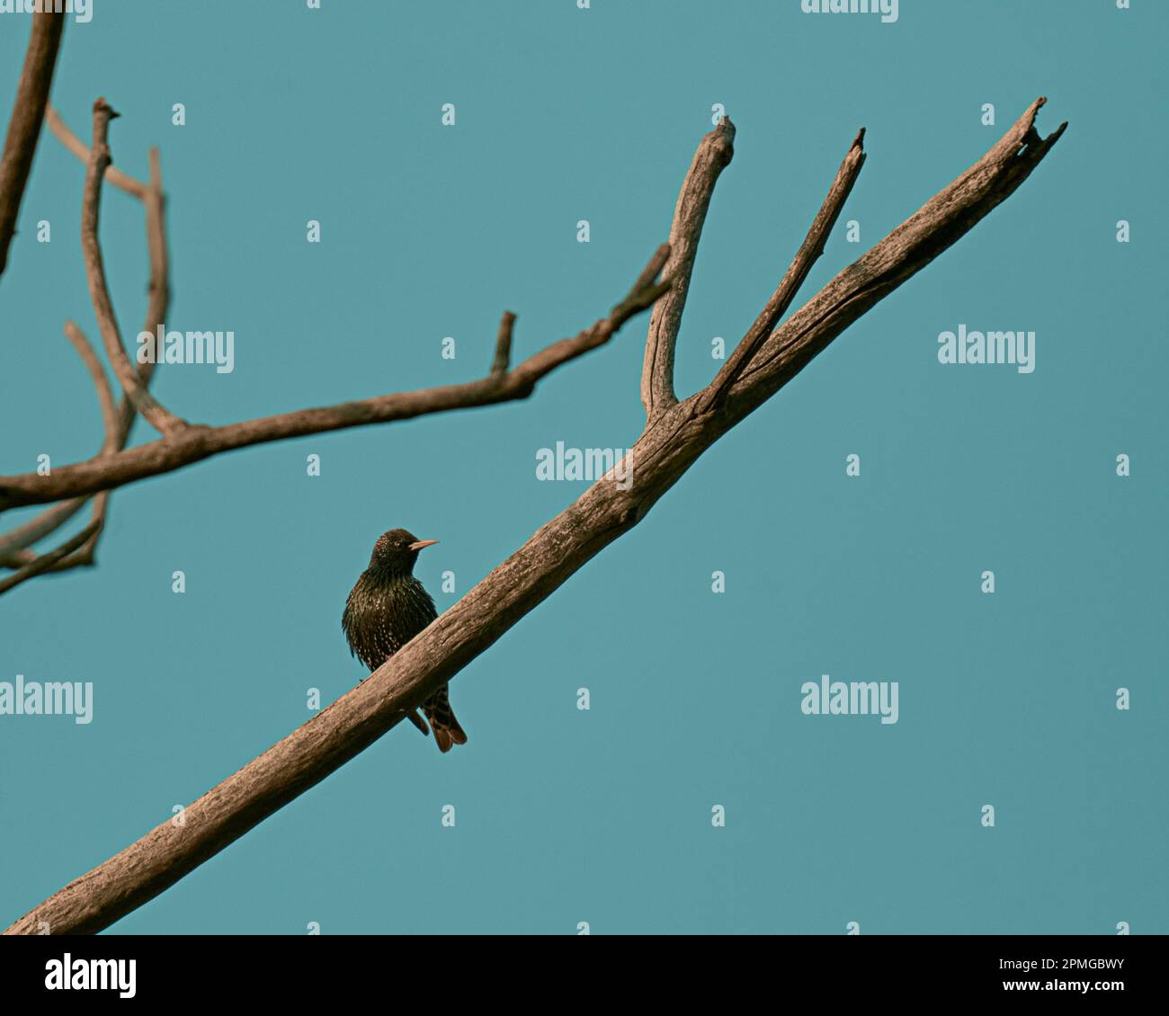 A Common Starling perched atop a tree branch, looking around with its ...