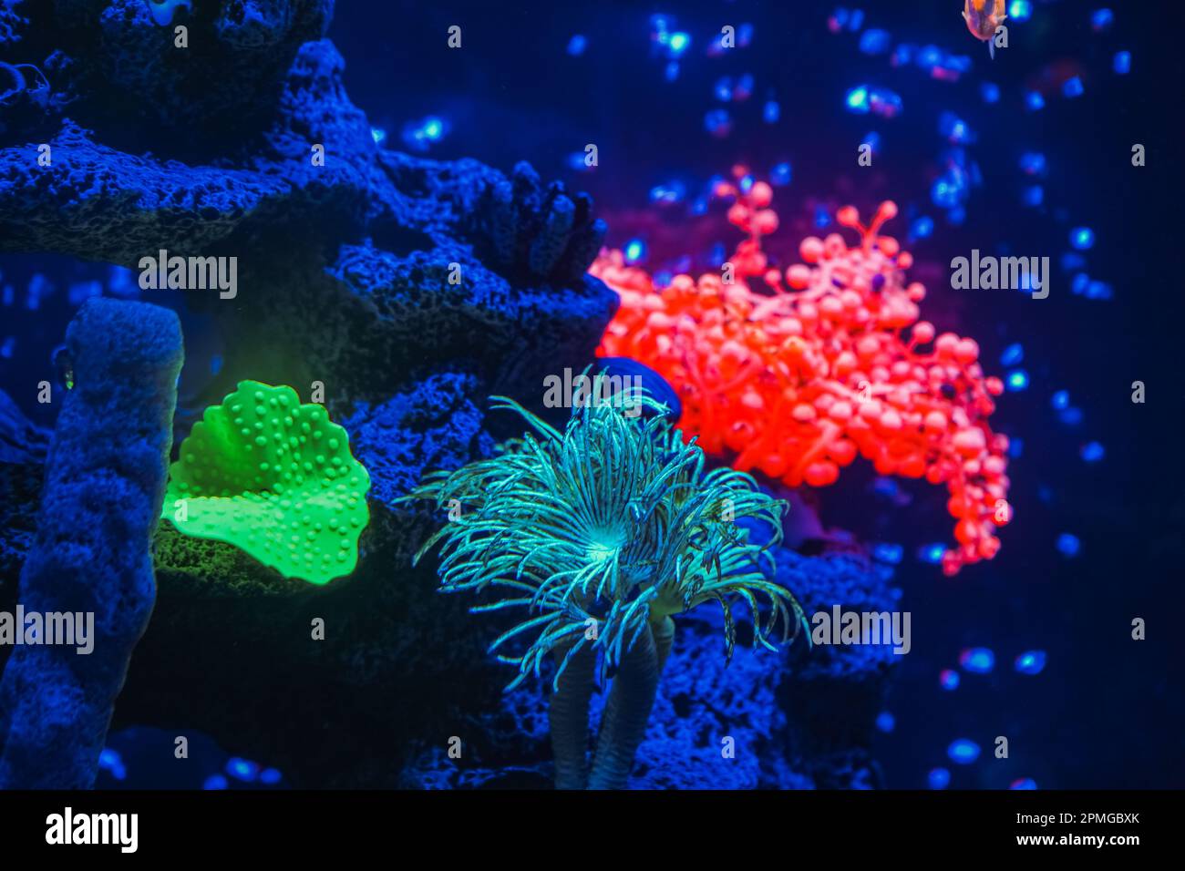 A flock of beautiful neon glowing fish in a dark aquarium with neon ...